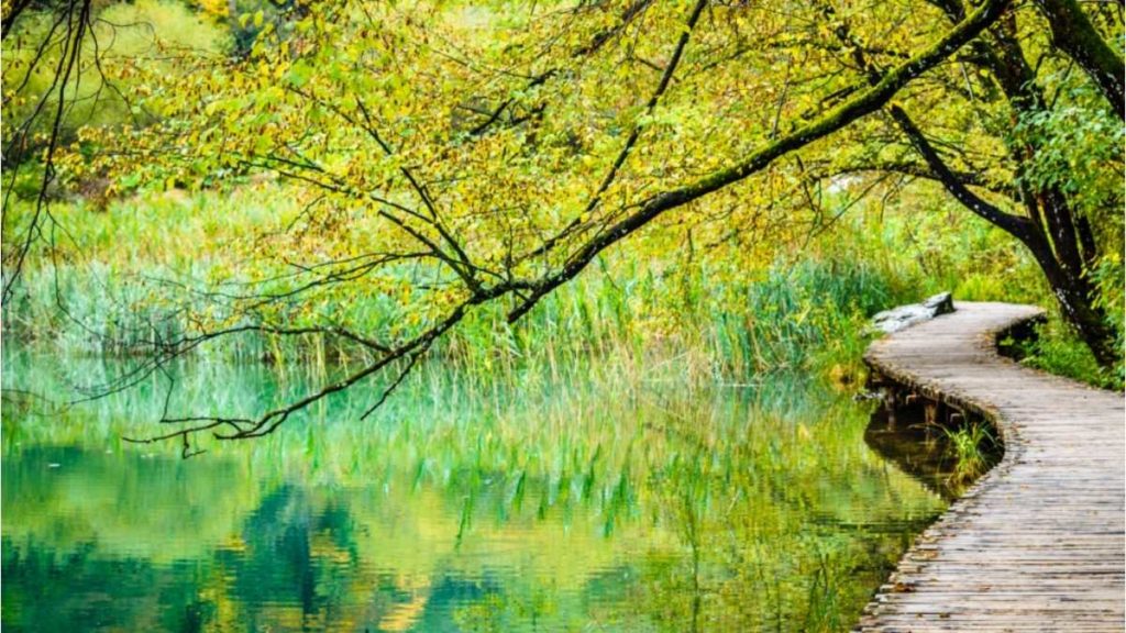 7 Most Beautiful Wheelchair Accessible Nature Trails in The US ...